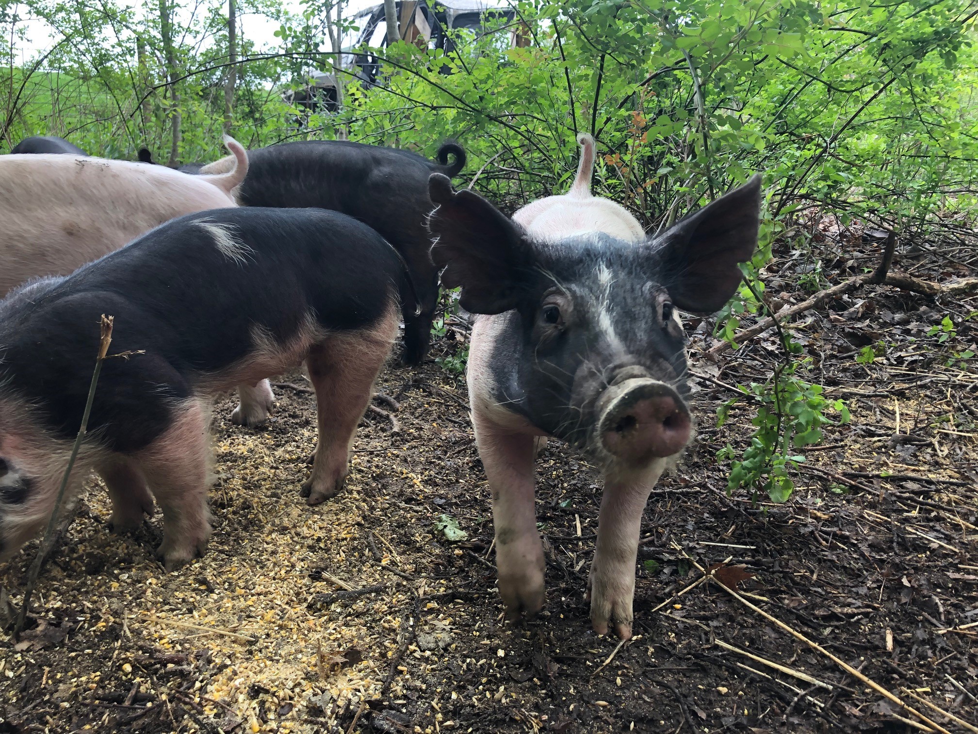 Forest-Raised Pork – We believe in farming for the future with ...
