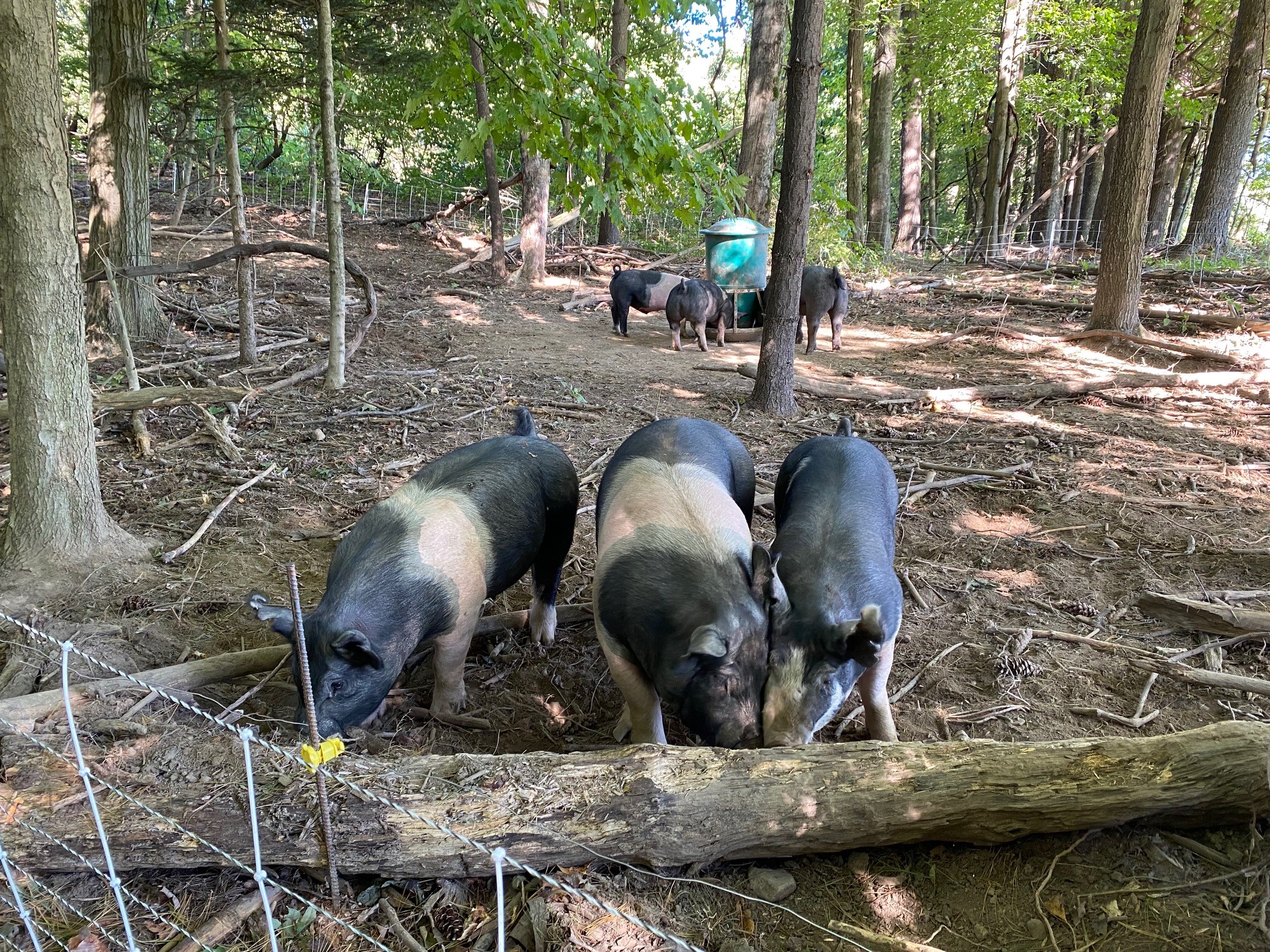 Forest-Raised Pork – We believe in farming for the future with ...